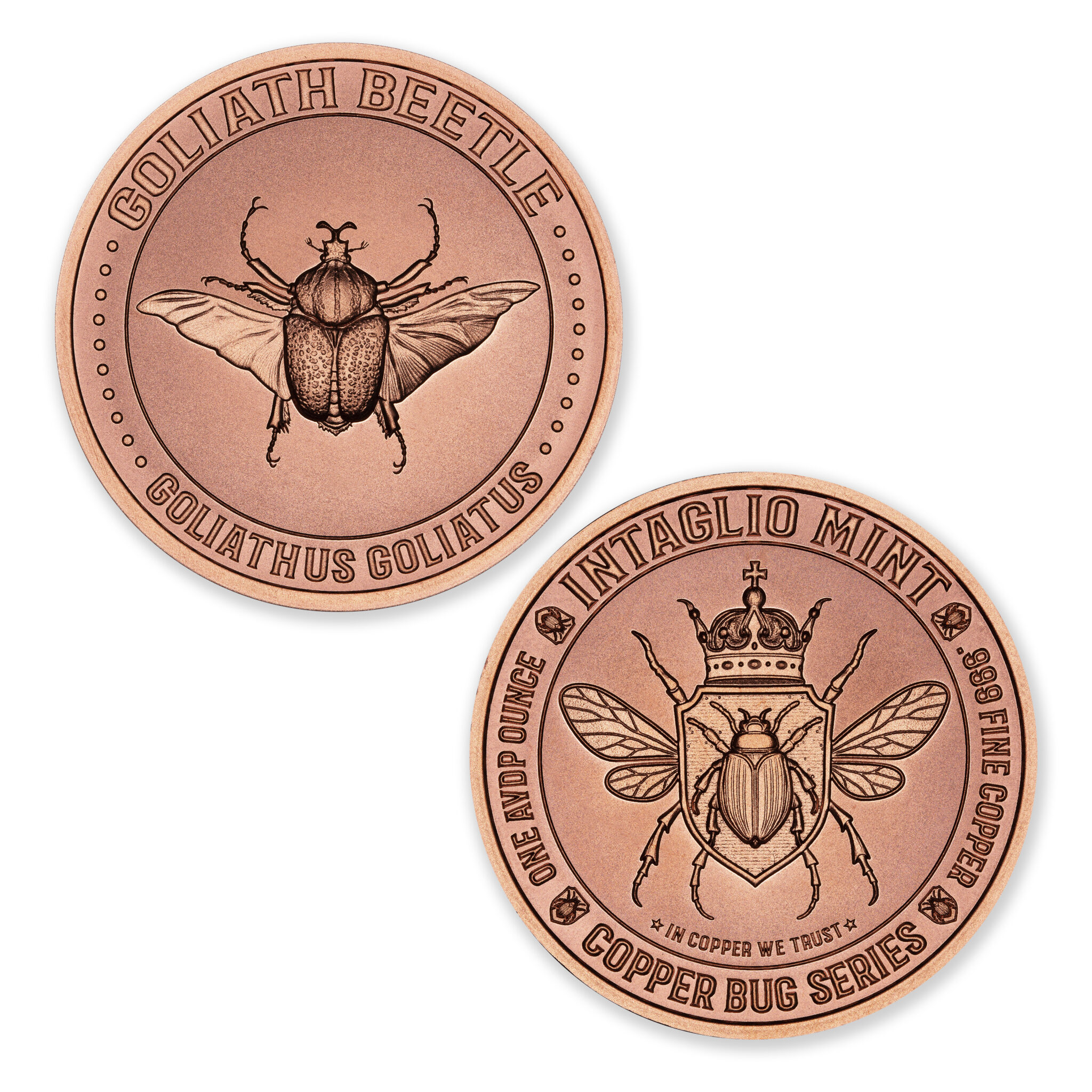COPPER BUG SERIES - GOLIATH BEETLE | Intaglio Copper
